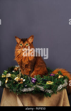 Somali cat ruddy color Christmas portrait at studio on grey background ...