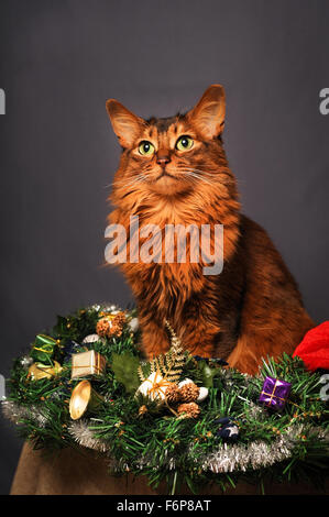 Somali cat ruddy color Christmas portrait at studio on grey background ...