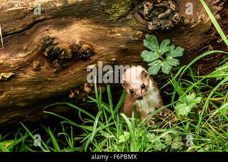 A stoat, or short-tailed weasel hunting for food in a pile of firewood ...