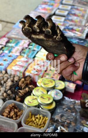 Spectacled Bear (Tremarctos ornatus), paw with claws, Andean Bear Stock ...