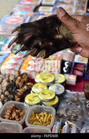 Spectacled Bear (Tremarctos ornatus), paw with claws, Andean Bear Stock ...