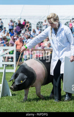 Farmer showing pigs at the Great Yorkshire Show in summer Harrogate ...