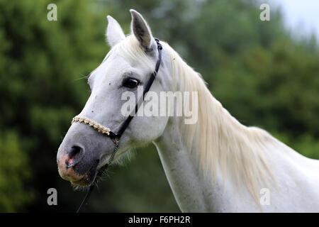 Head shot of a thoroughbred racehorse with beautiful trappings under ...