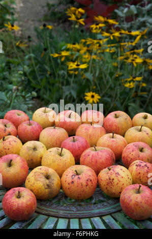 Blemished red apples growing on a tree, Cambridge, UK Stock Photo - Alamy