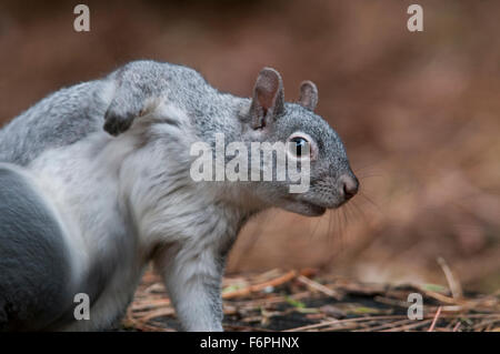 western gray squirrel (Sciurus griseus) in California Stock Photo - Alamy