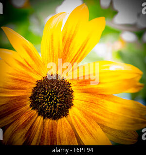 Close Up of a Single Sunflower Stock Photo - Alamy