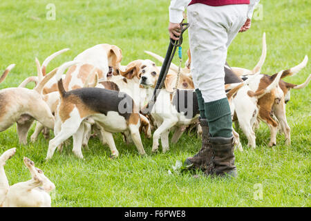 Pack of Beagles hunting Stock Photo - Alamy