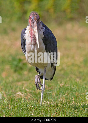 Marabou stork walking Stock Photo - Alamy