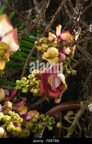 Phnom Penh, Cambodia: Flowers of the Cannonball Tree Stock Photo - Alamy