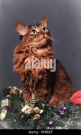Somali cat ruddy color Christmas portrait at studio on grey background ...