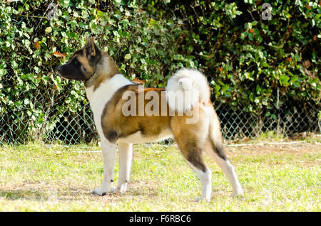 A profile view of a brown pinto Akita dog standing on the lawn ...