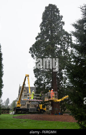 Wakehurst, UK. 19th Nov, 2015. UK’s tallest living Christmas tree is ...