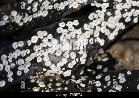 Tubeworm, Sinistral spiral tubeworm, spiral tubeworm, Posthörnchenwurm ...