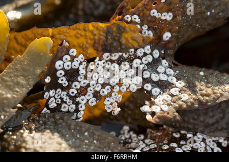 Tubeworm, Sinistral spiral tubeworm, spiral tubeworm, Posthörnchenwurm ...