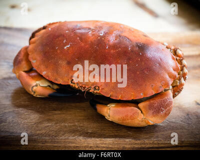 Whole cooked hen crab in kitchen setting Stock Photo - Alamy