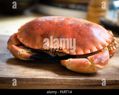 Whole cooked crabs in a kitchen sink ready to be prepared to eat Stock ...