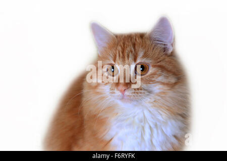 Portrait of a young red-haired cats Stock Photo - Alamy