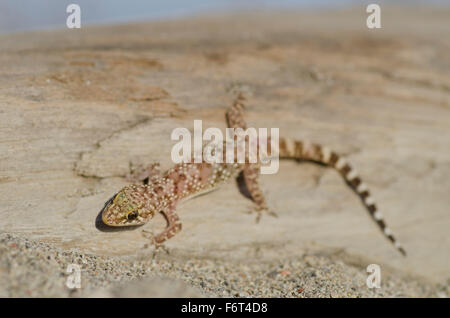 Mediterranean House Gecko (Hemidactylus turcicus Stock Photo - Alamy