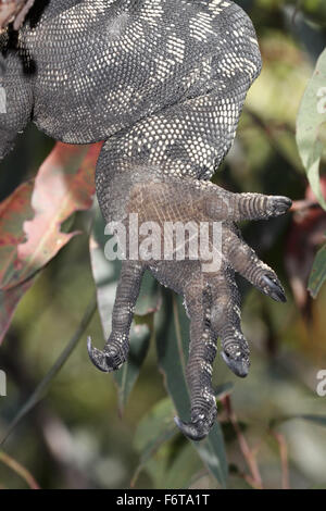 Close-up of claws of goanna (Varanus varius) in sand Stock Photo - Alamy