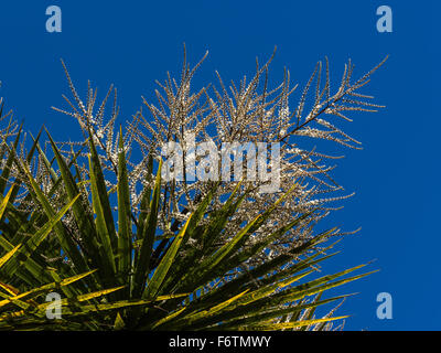 Cabbage Tree, Cordyline australis, Flowers Stock Photo - Alamy
