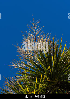 Cabbage Tree, Cordyline australis, Flowers Stock Photo - Alamy