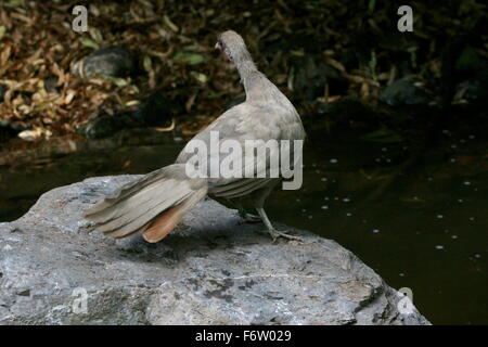 South American Chaco Chachalaca fowl (Ortalis canicollis) in extreme ...