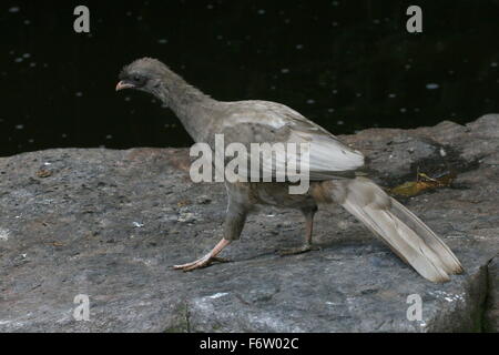 South American Chaco Chachalaca fowl (Ortalis canicollis) in extreme ...