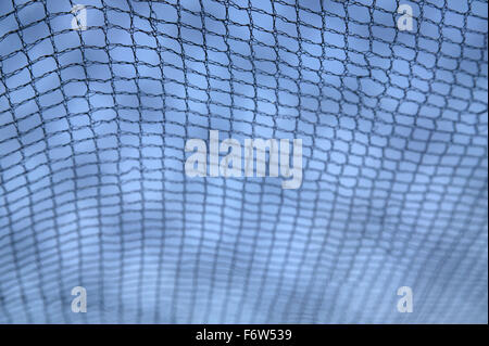 Netting to cover raspberries Stock Photo - Alamy