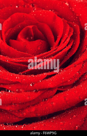 A vertical closeup of wet red rose in the dark Stock Photo - Alamy