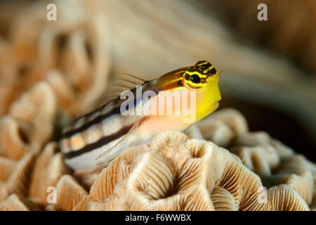 Bath's blenny, Ecsenius bathi, Alor, Nusa Tenggara, Indonesia, Pacific ...