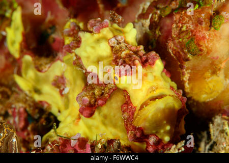 Antennarius maculatus, Wartskin or Warty frogfish, anglerfish, Alor ...