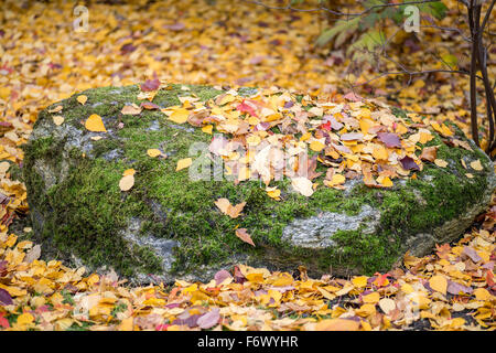 Mossy boulder covered with fallen autumn leaves Stock Photo - Alamy