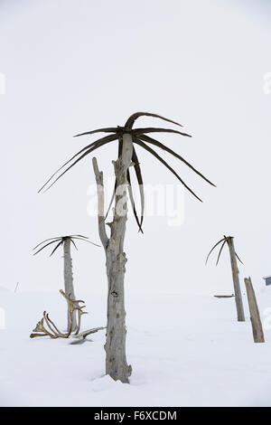 Makeshift Palm Trees Made From Dead Tree Trunks And Whale Baleen ...