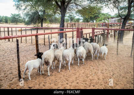 Sheep on a farm; Koes, Namibia Stock Photo - Alamy