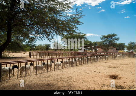 Sheep on a farm; Koes, Namibia Stock Photo - Alamy