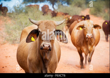 Namibia - Beef Cattle on farm in Africa Stock Photo: 84776613 - Alamy