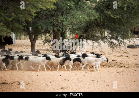 Sheep on a farm; Koes, Namibia Stock Photo - Alamy