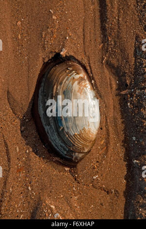 Ocean quahog Arctica islandica seashell on white background Stock Photo ...