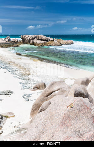 Colorful coral reef crab on scuba diving site in the pacific Ocean ...