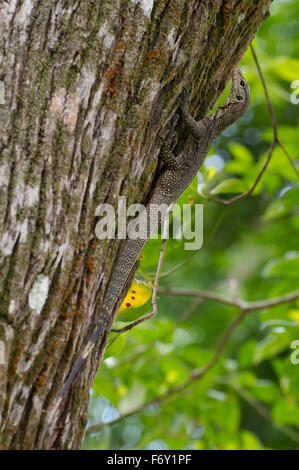 A closeup shot of a monitor lizard on a wooden stick in a zoo Stock ...