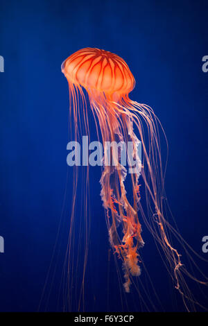 The Japanese sea nettle (Chrysaora pacifica) jellyfish swimming in the ...
