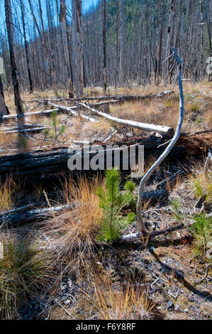 Lodgepole Pine (Pinus contorta) forest on lake shore in sub-alpine zone ...