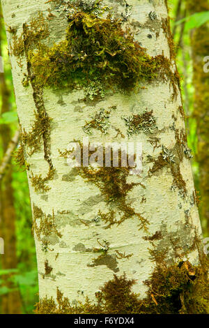 Red Alder, Alnus rubra, bark with typical white crustose lichens along ...
