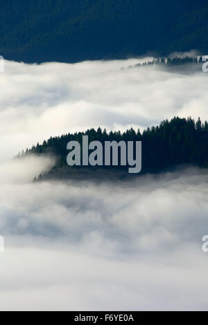 Fog from Kings Mountain Trail, Tillamook State Forest, Oregon Stock ...