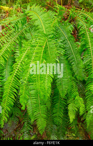 Sword Fern (Polystichum munitum), Point Reyes National Seashore ...