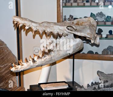 Zeuglodon (Basilosaurus cetoides), Eocene whale, Tate Museum, Casper ...