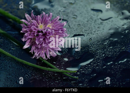 Chives decorative flowers close up Stock Photo - Alamy