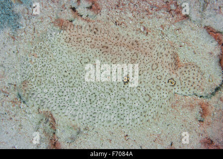 Fish of the Red sea. Red sea Moses sole Stock Photo - Alamy