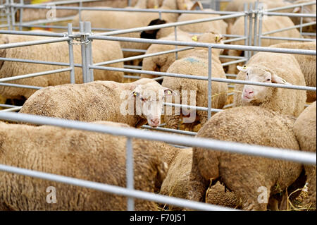 Flock of sheep eating inside a stable/ barn/ stall Stock Photo - Alamy
