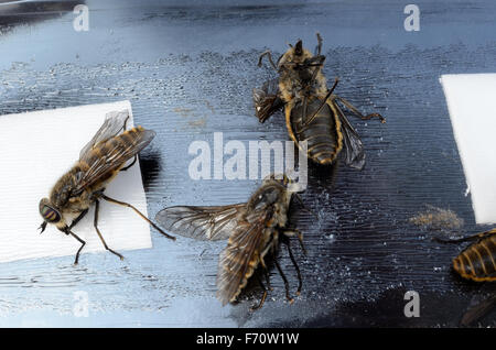 Horse-fly horsefly horse fly flies clegg horseflies painful infection ...